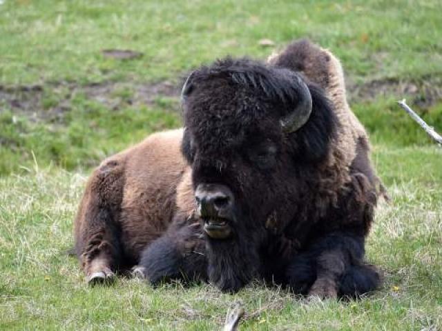 Clip: Bò rừng Bison húc tung du khách lên trời